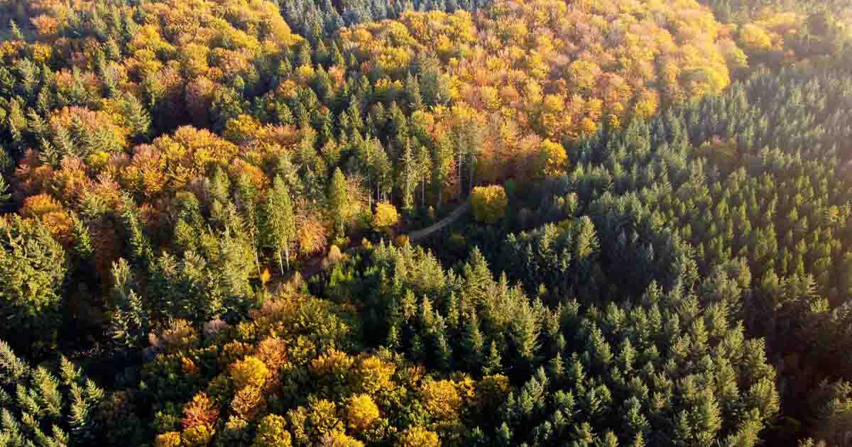 Skovpriser i Sverige - Skovdyrkerne